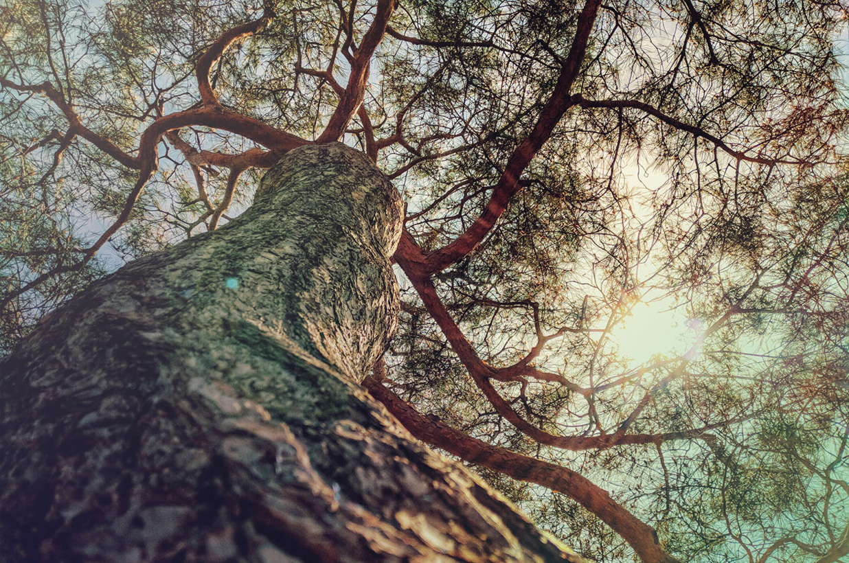 Live Oak Ventures - Live Oak Banking Company