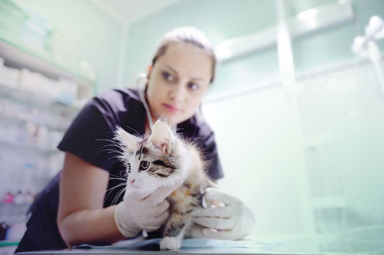 Veterinary Practice Loans | Business Loans from Live Oak Bank